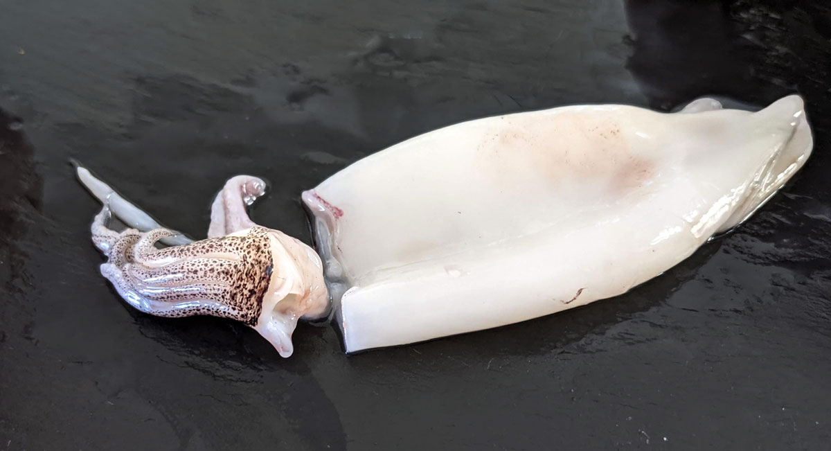 Jak oczyścić kalmary (kałamarnice?) - Jamon.pl